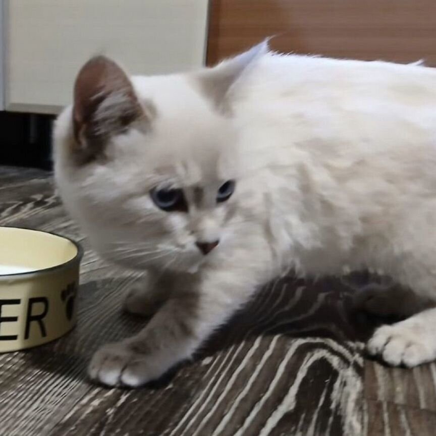 Котенок сиамский бесплатно