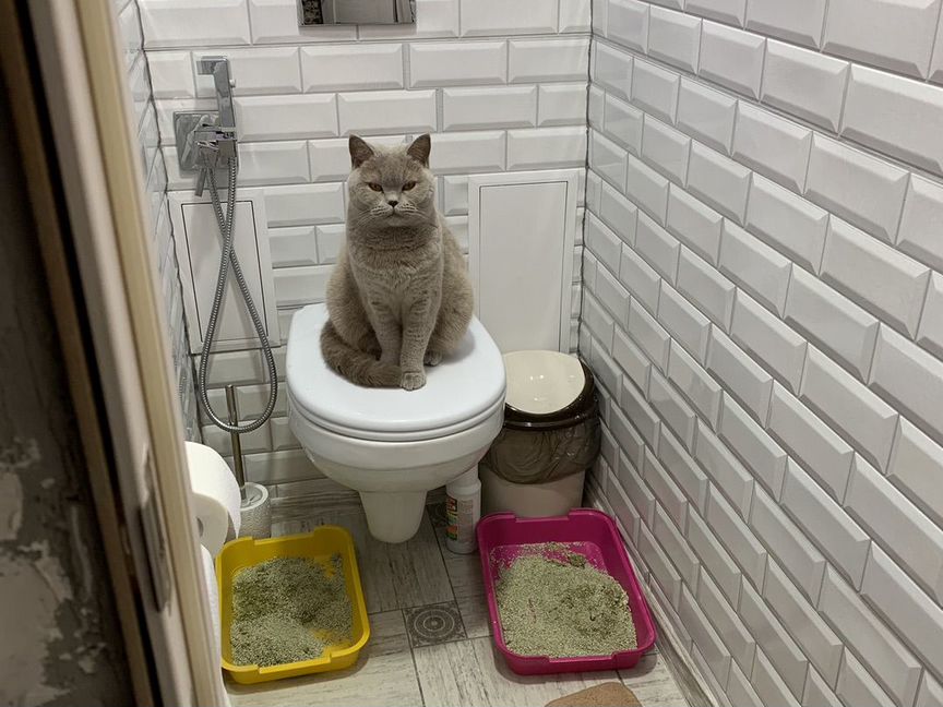 Отдам за вознаграждение кошку