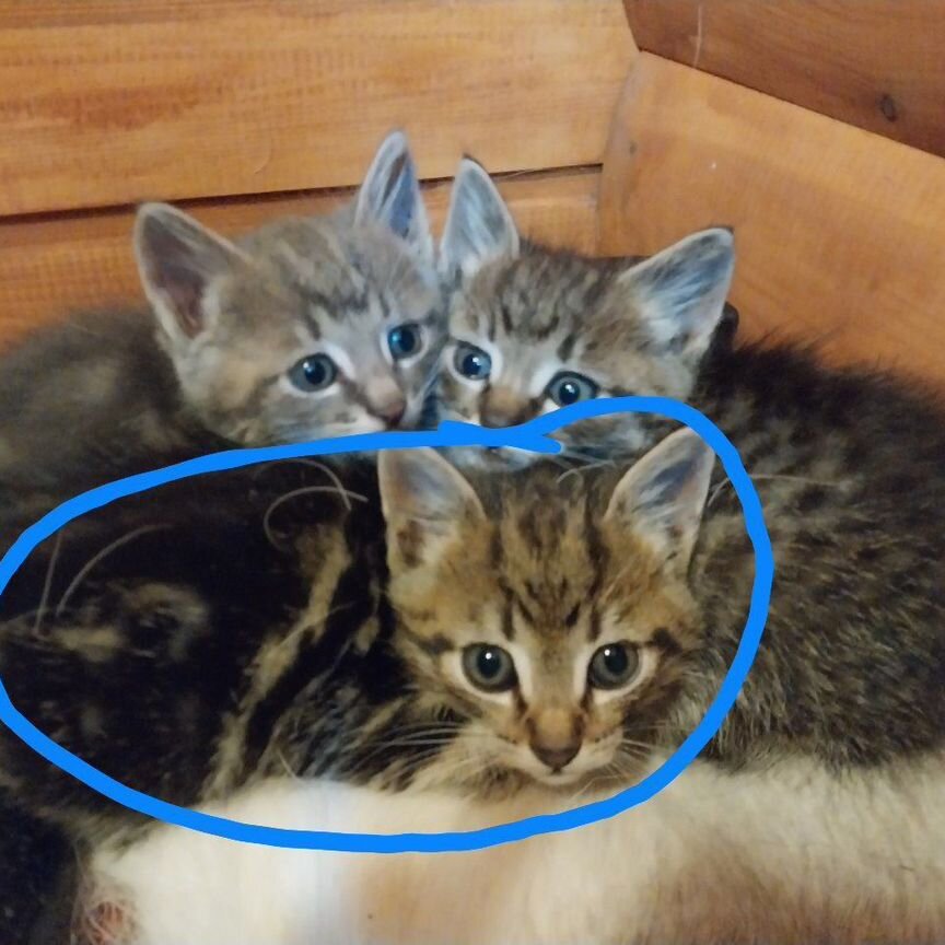 Котята
