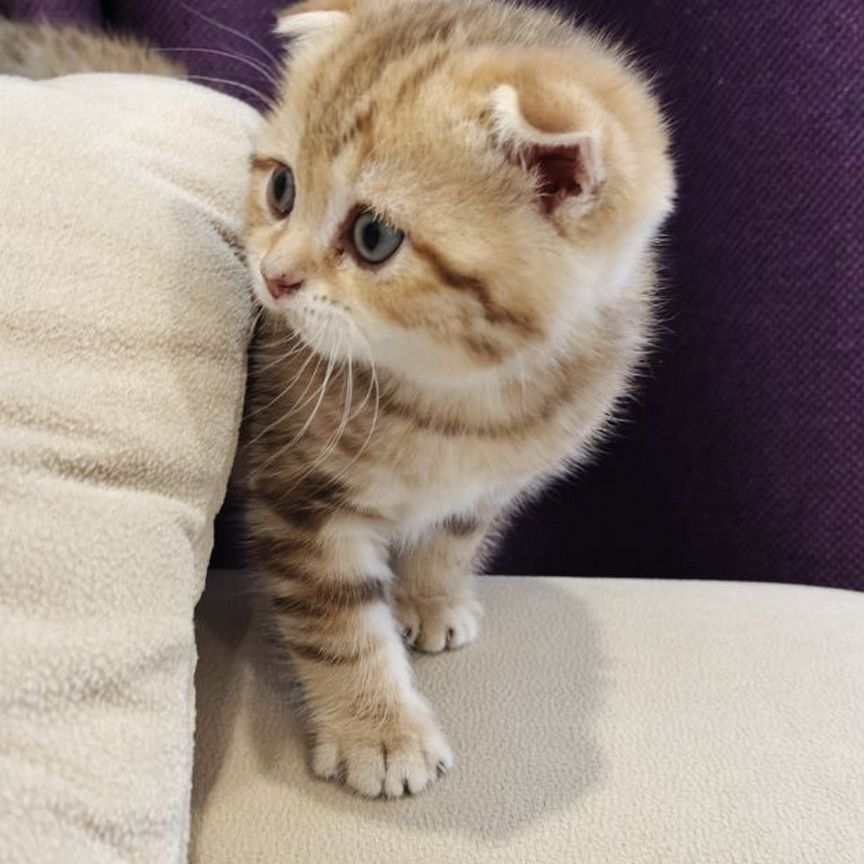 Шотландский вислоухий короткошёрстный котёнок