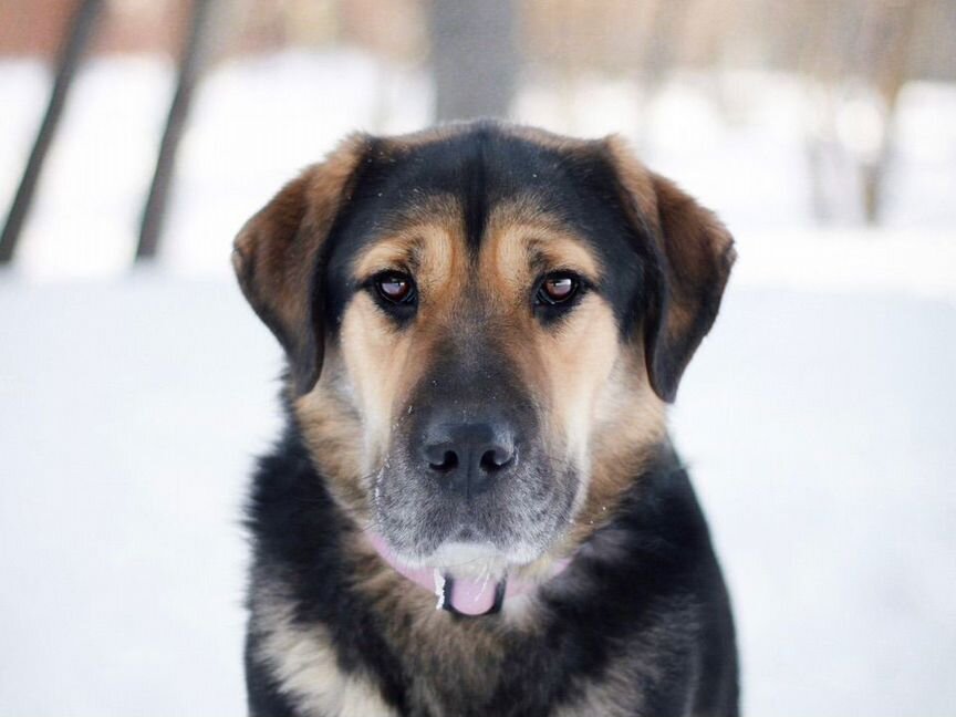 Собака в добрые руки