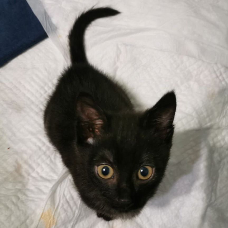 Котёнок Стёпа ищет дом