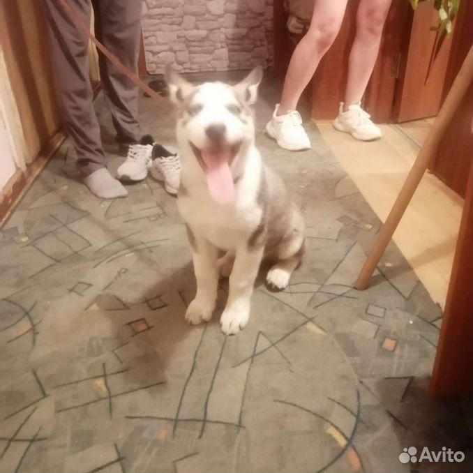 Собака в добрые руки щенок хаски мальчик