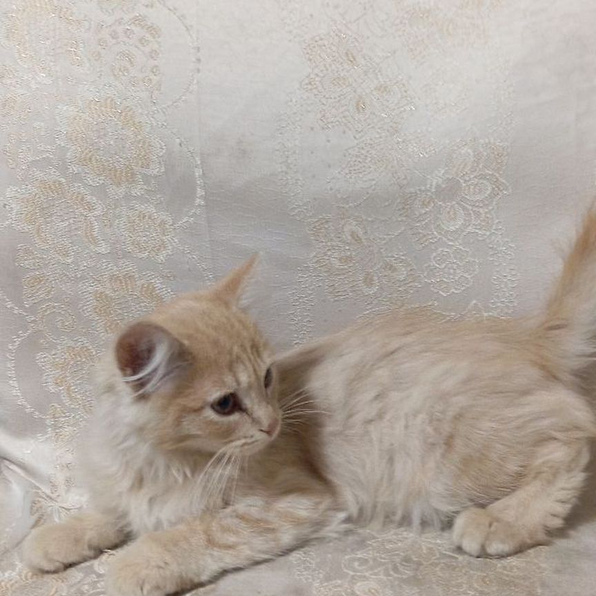 Рыжий котенок в добрые руки бесплатно