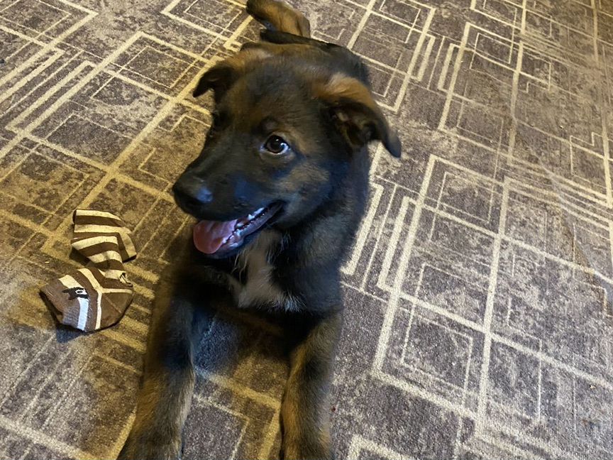 Щенки мальчики 2 и 5 мес