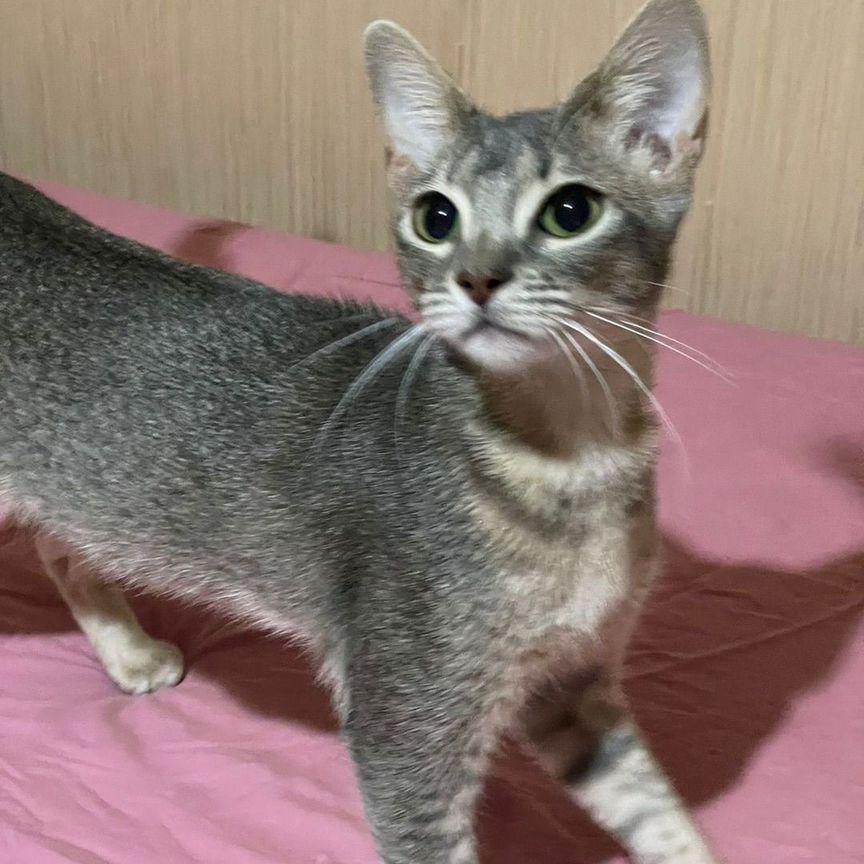 Саванна кошка