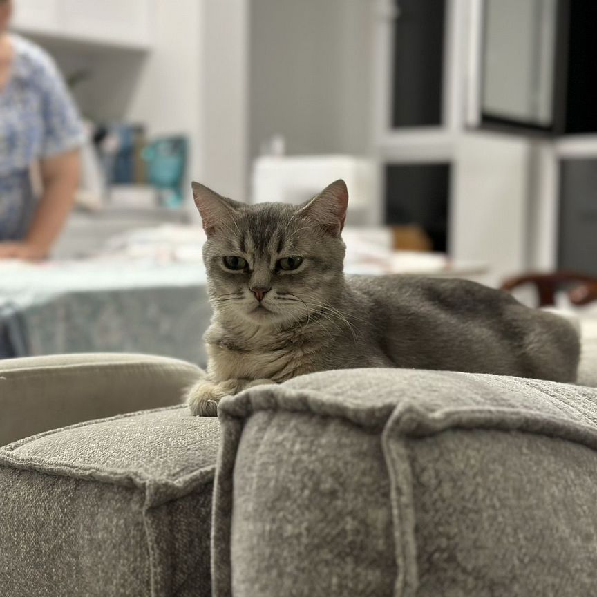 Грустная кошка