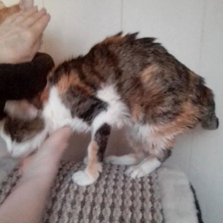 Взрослая, Девочка кошка в добрые руки