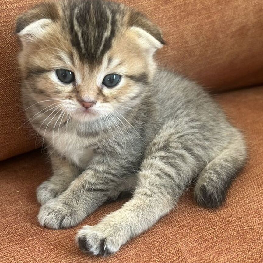 Шотландские вислоухие котята