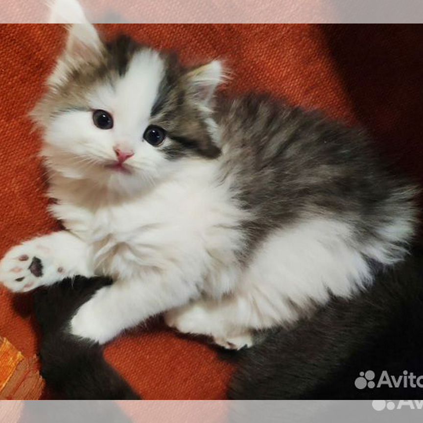 Мейн-кун котёнок