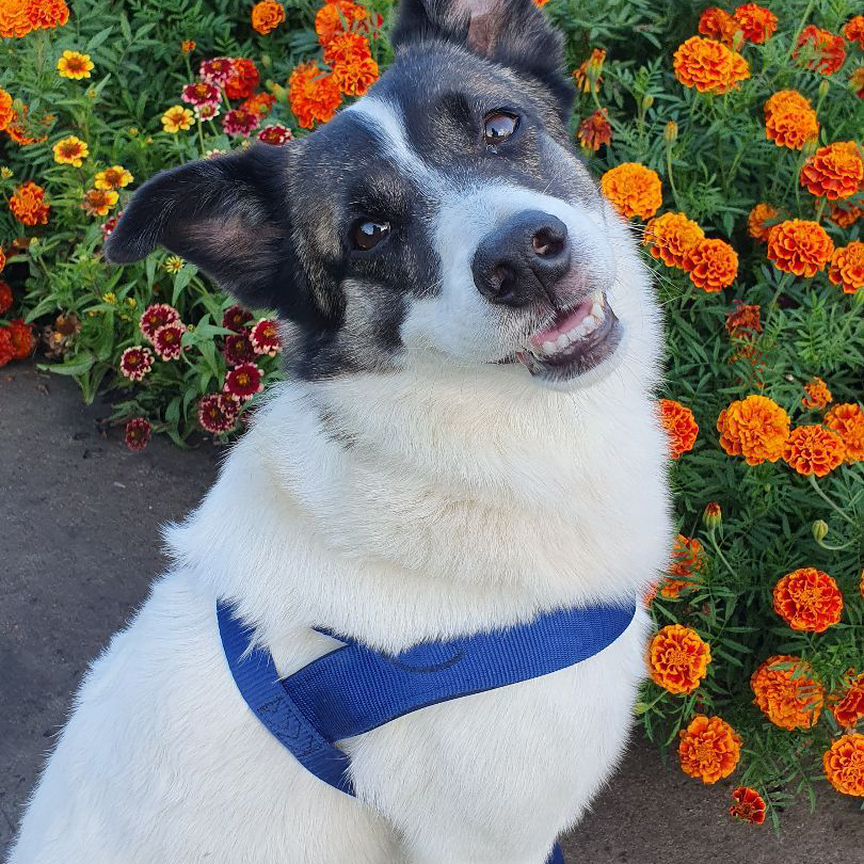 Ищем новых хозяев собаке Биму