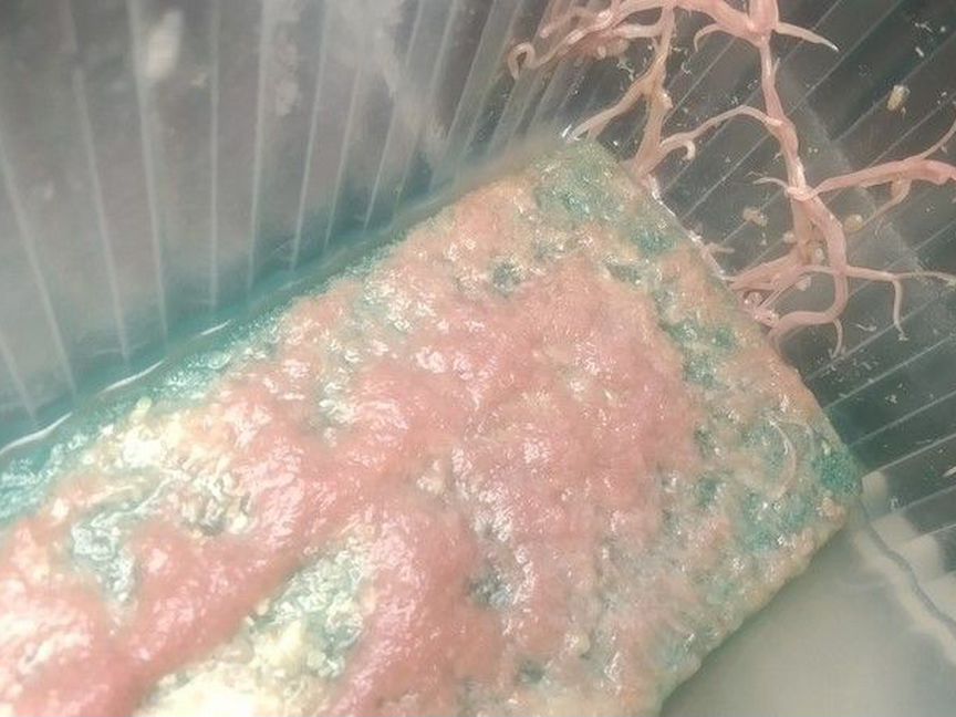 Домашний трубочник Изя