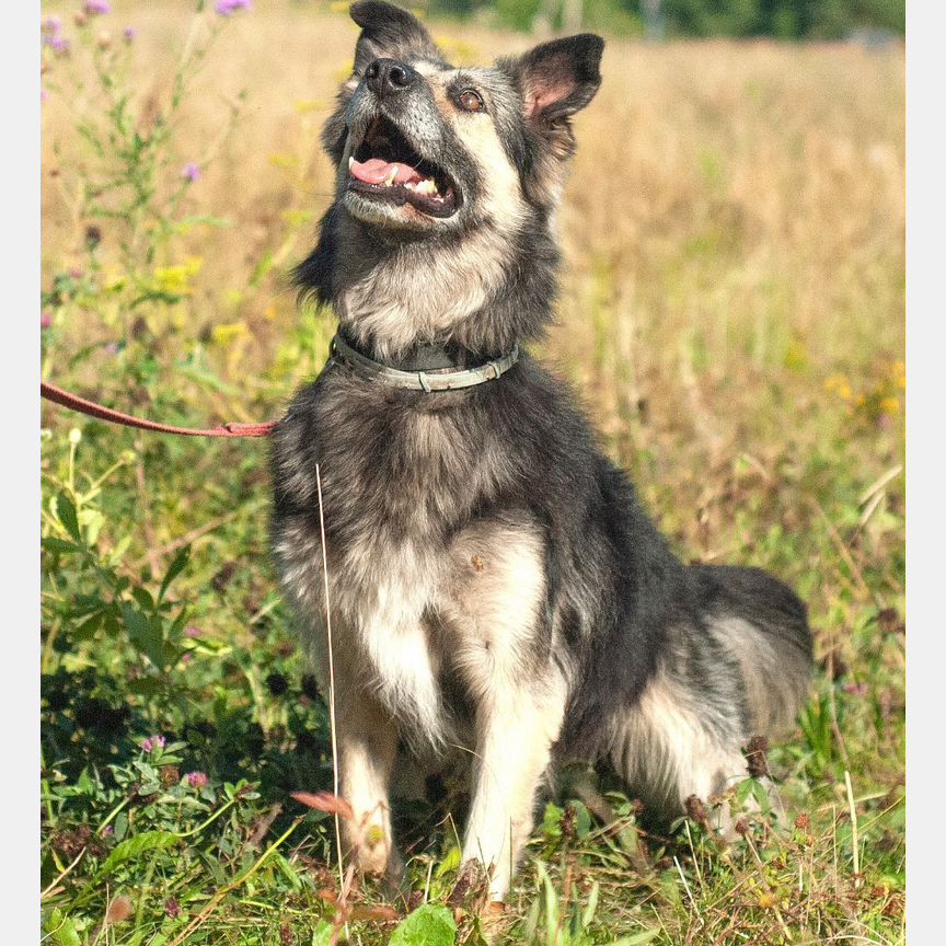 Собака Греча в добрые руки