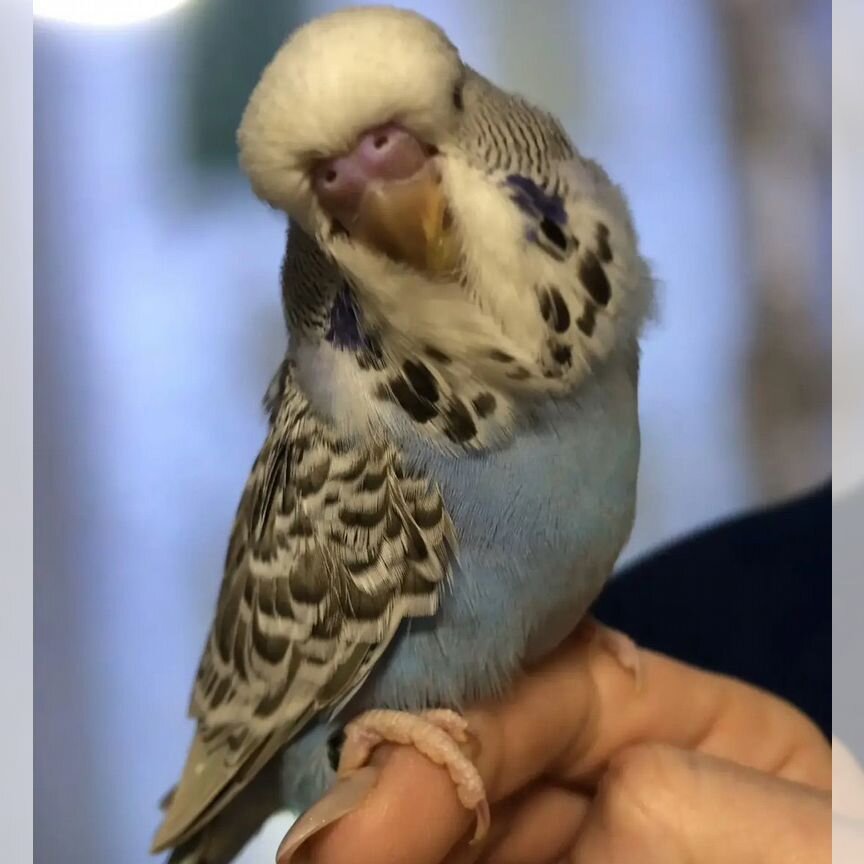 Выставочный волнистый попугай ввп Чех