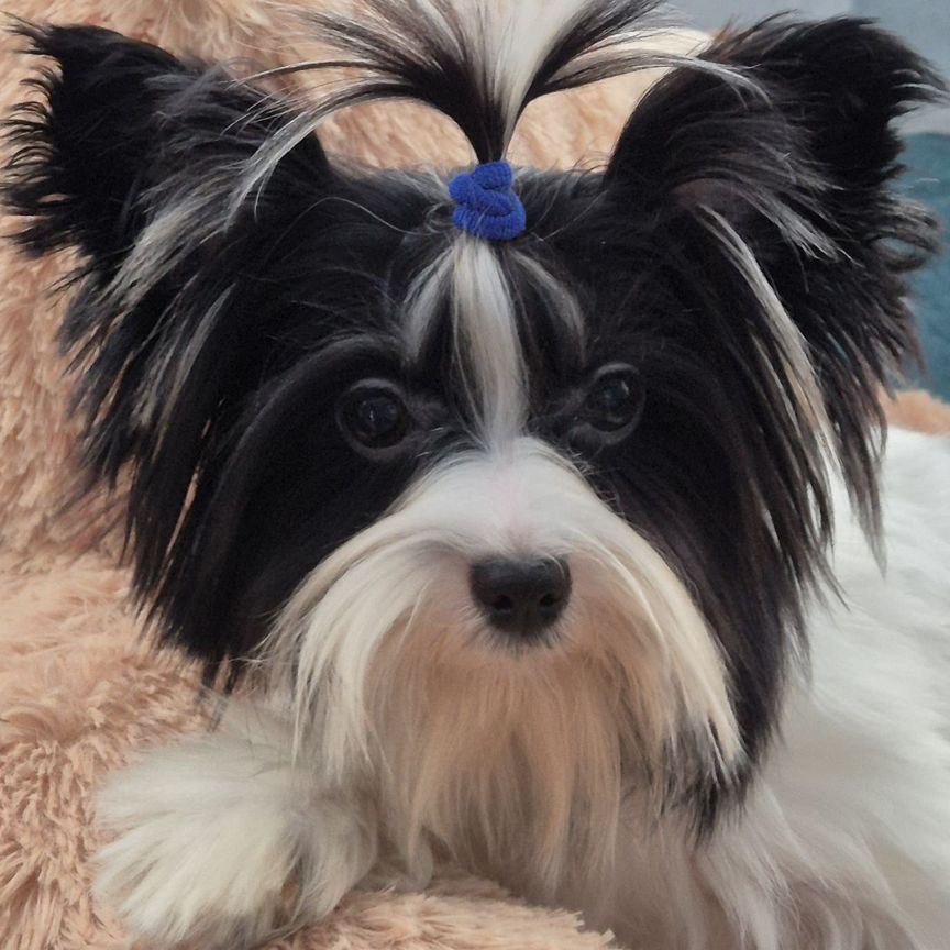 Йоркширский терьер, щенок