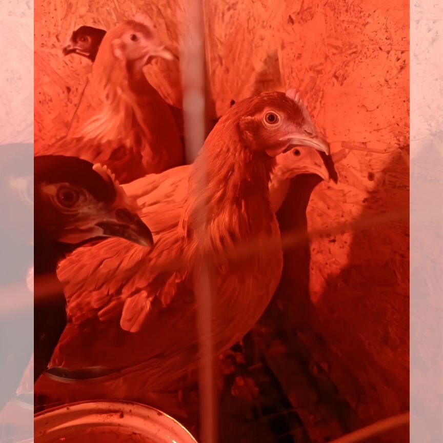 Куры молодки