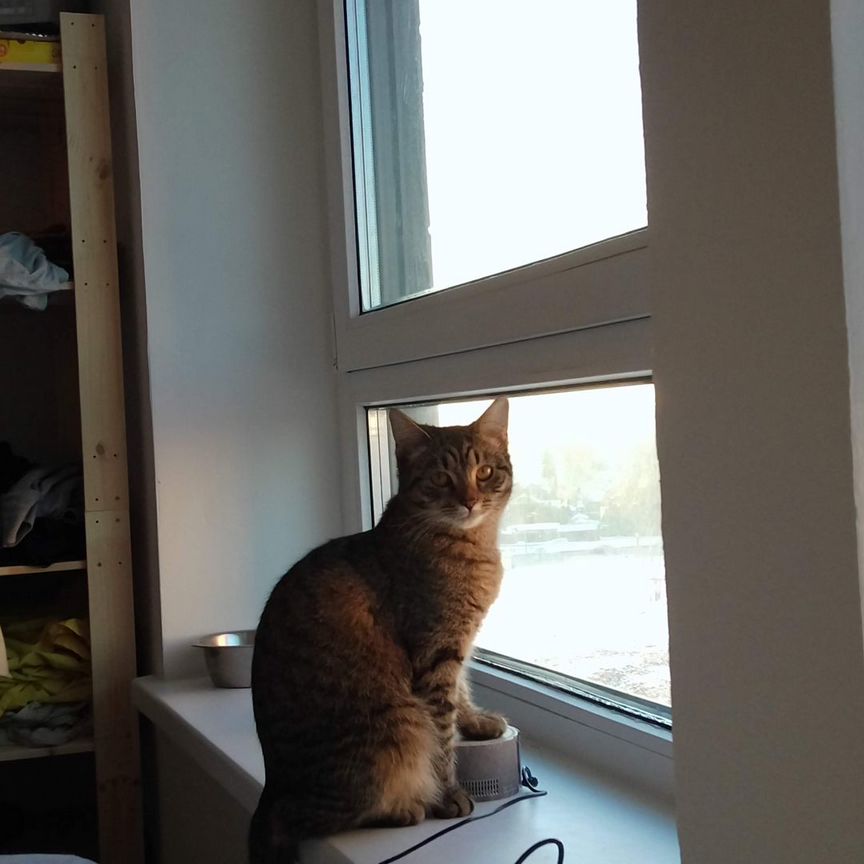 Кошка в добрые руки