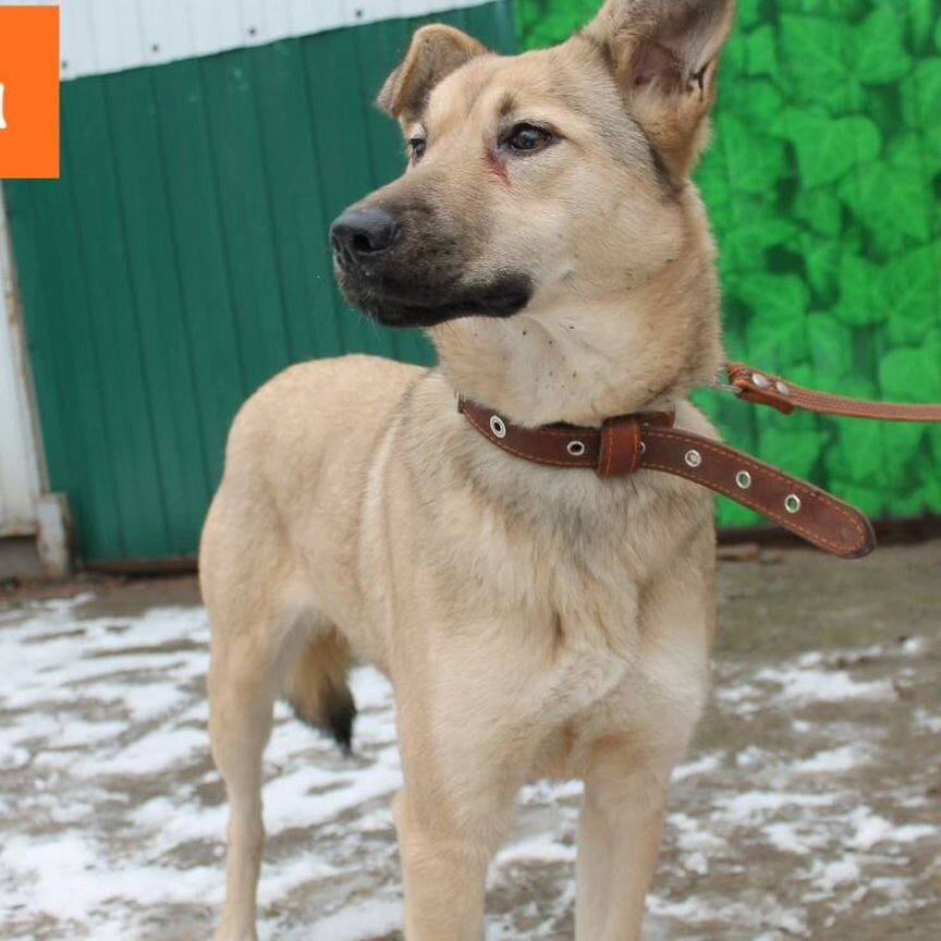 Взрослая собака в добрые руки