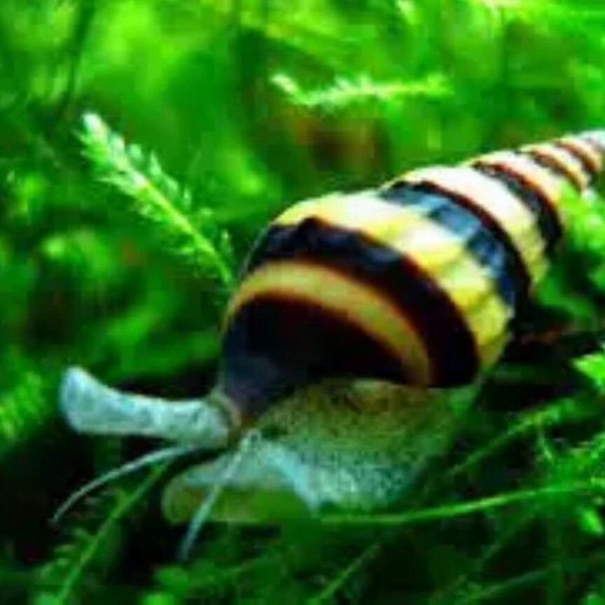 Улитка Хелена