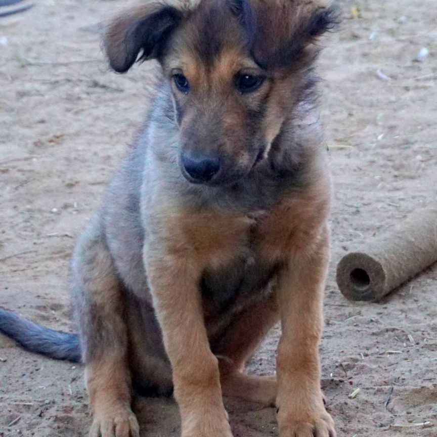 Вольт ищет дом