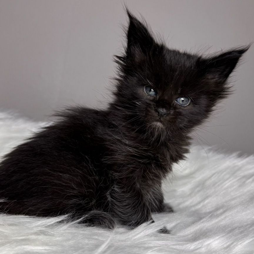 Мейн-кун котёнок