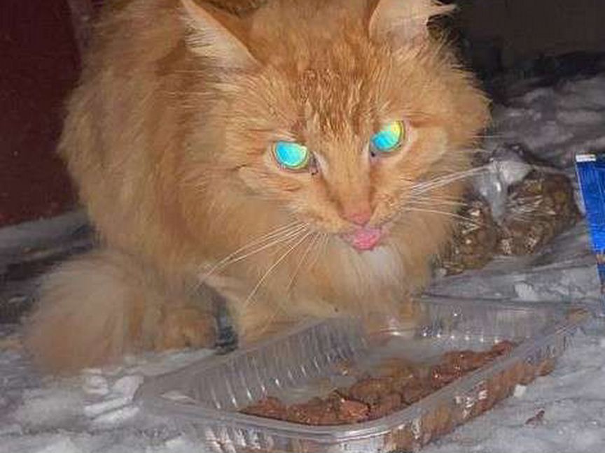 Рыжий кот на морозе в коробке