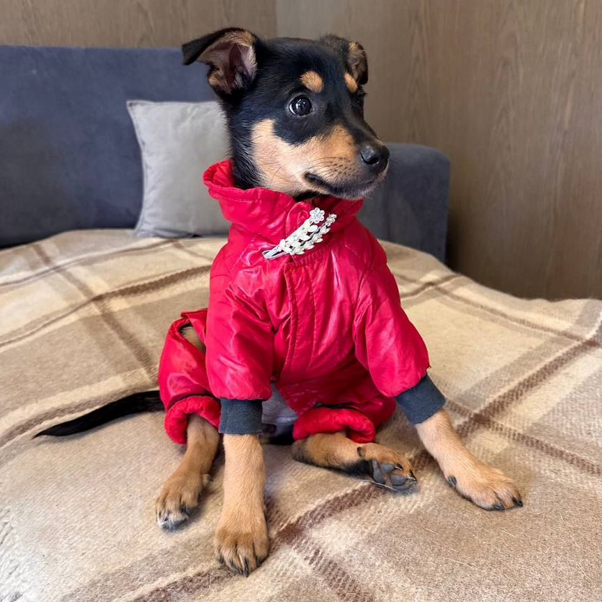 Малышка в добрые руки