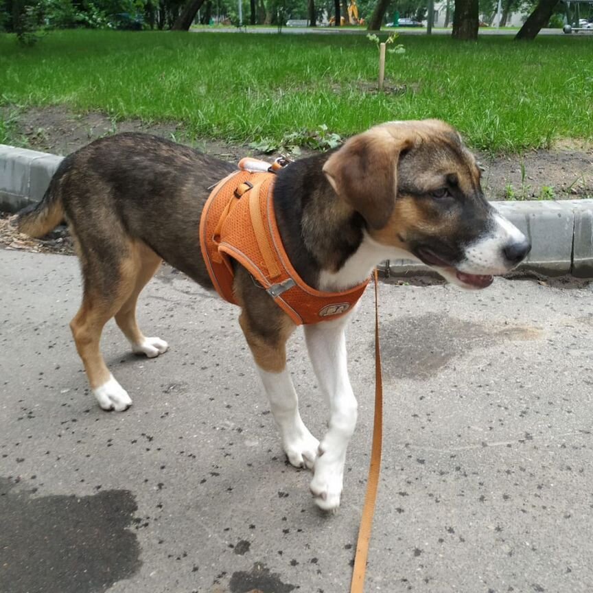 Моника домашняя девочка 5 месяцев