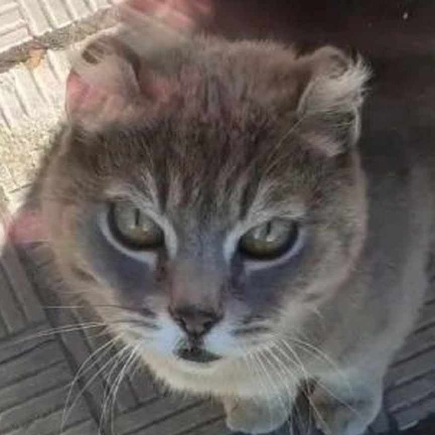 Шотландская вислоухая короткошёрстная, взрослая кошка