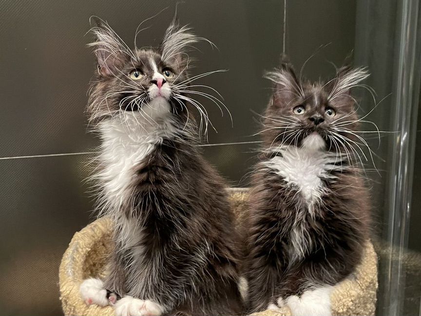 Котята мейн-кун полидакт