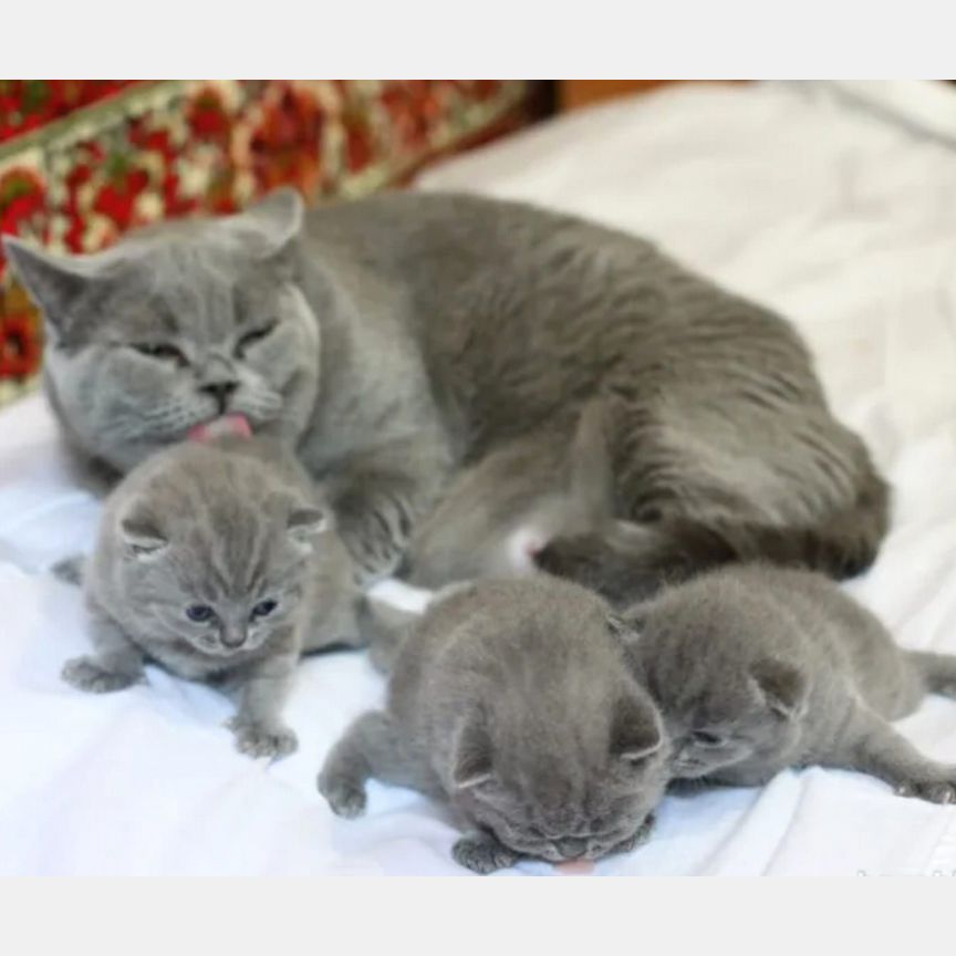 Шотландские плюшки