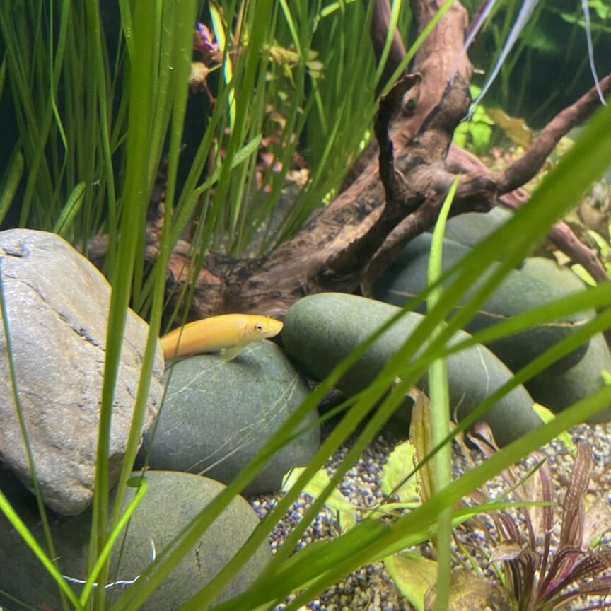 Валиснерия