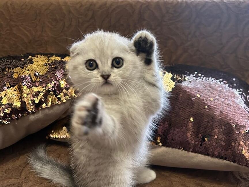 Шотландские вислоухие котята серебристая шиншилла