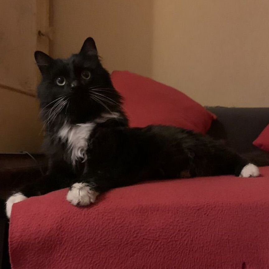 Отдам кота в добрые руки