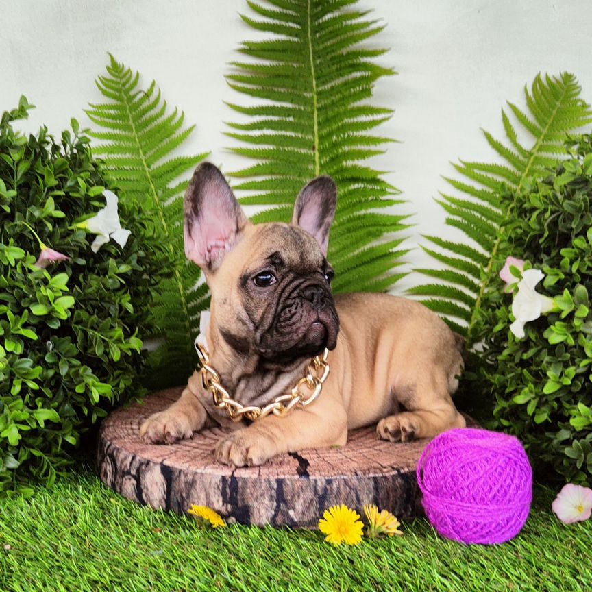 Французский бульдог щенки