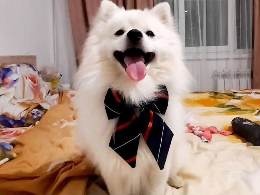 Шпиц вязка