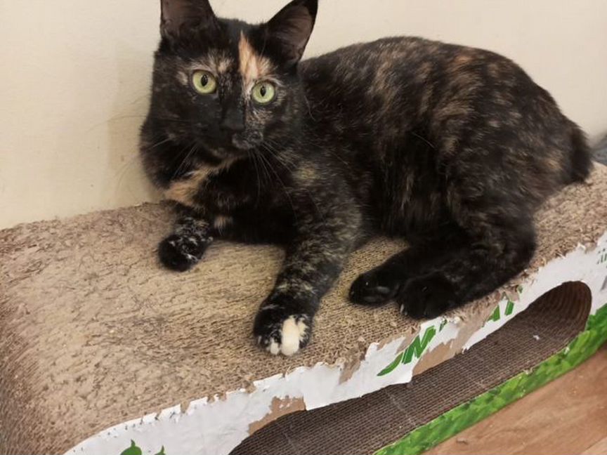 Трехцветка без хвоста в приюте