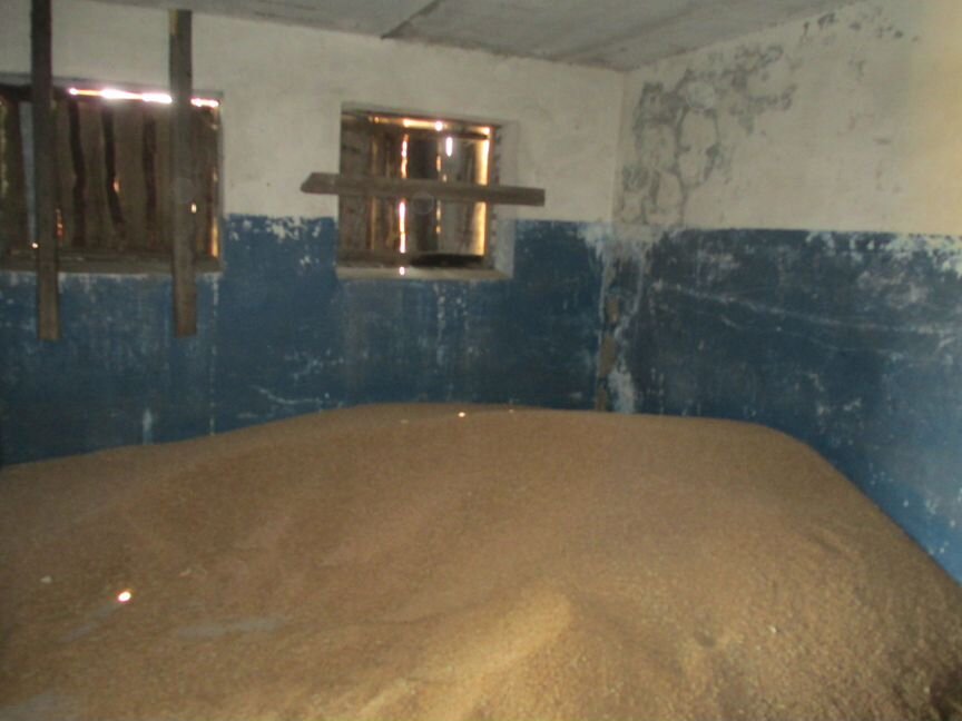 Зерно - озимая тритикале