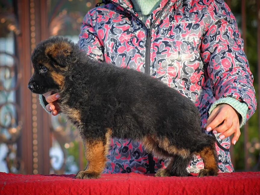 Щенки немецкой овчарки длинношерстной