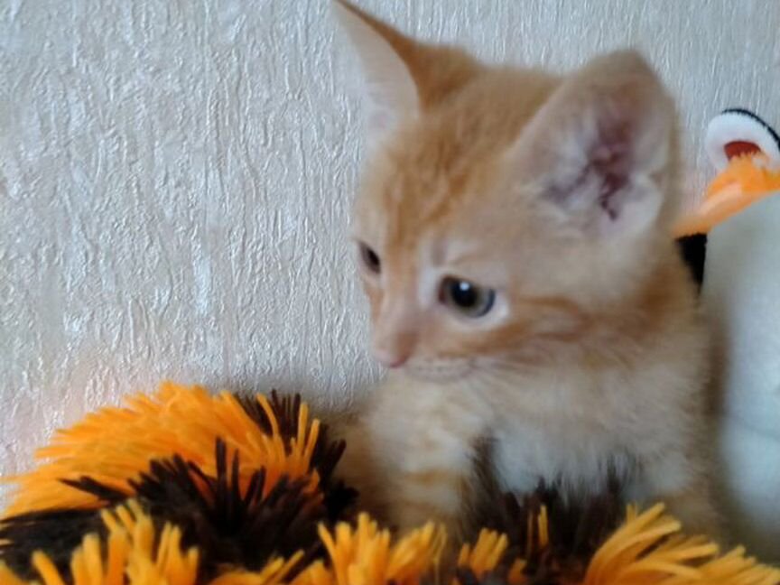 Персиковый малыш на счастье в дом