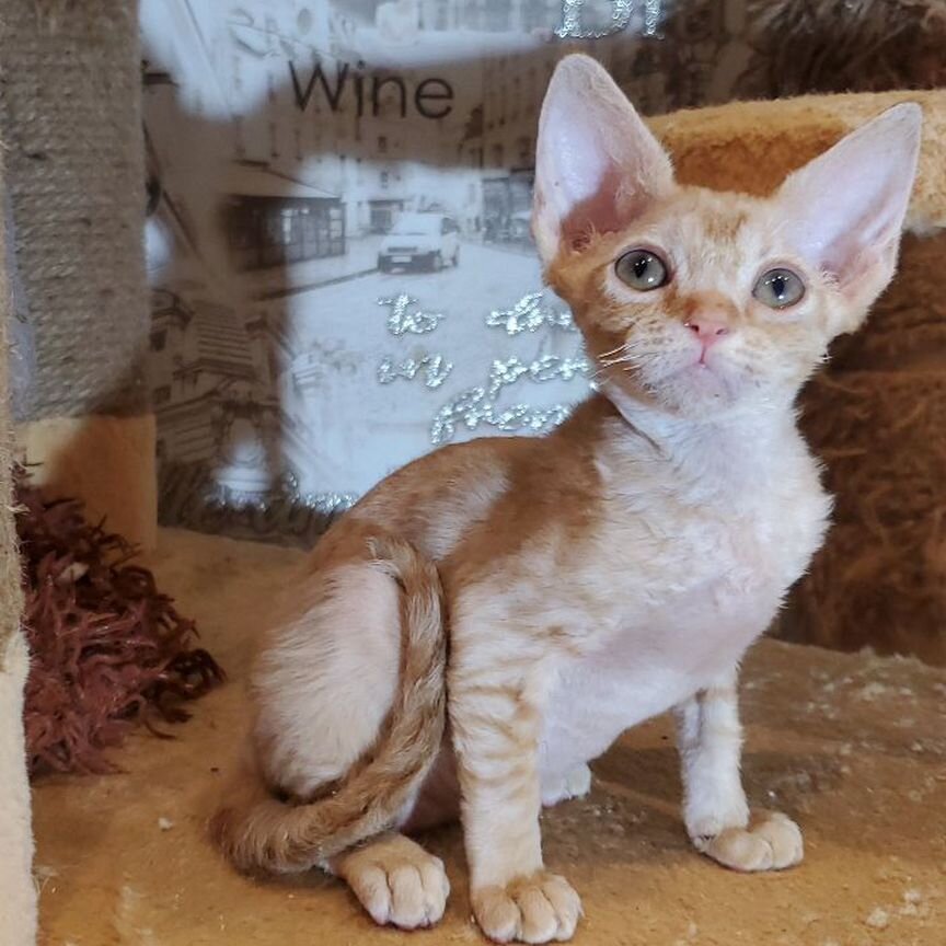 Девон-рекс кошечки красная,крем