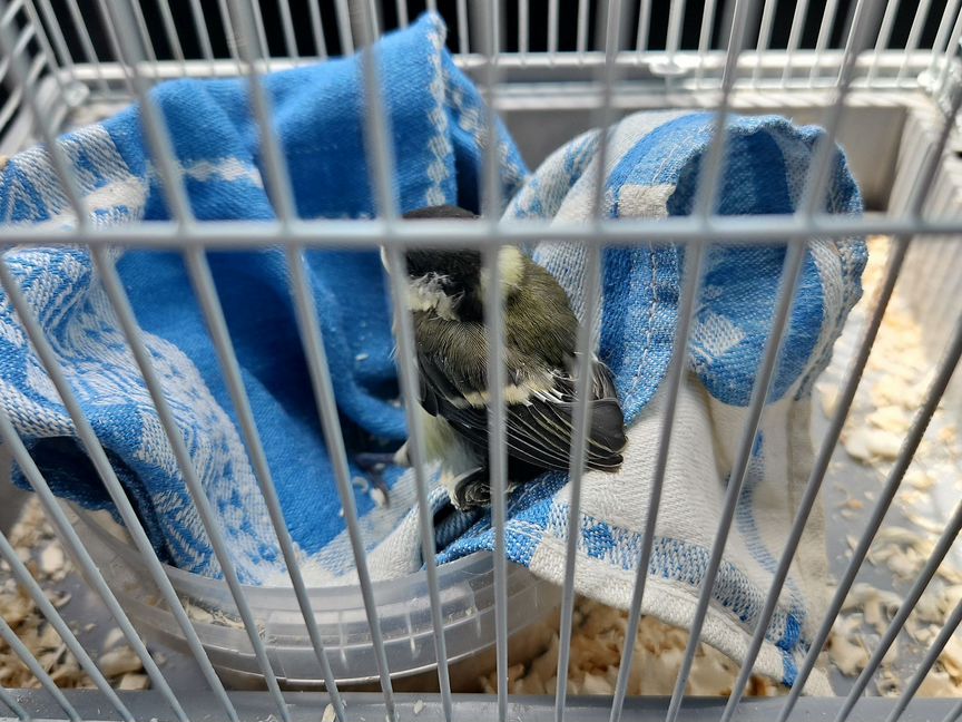 Отдам синицу с клеткой