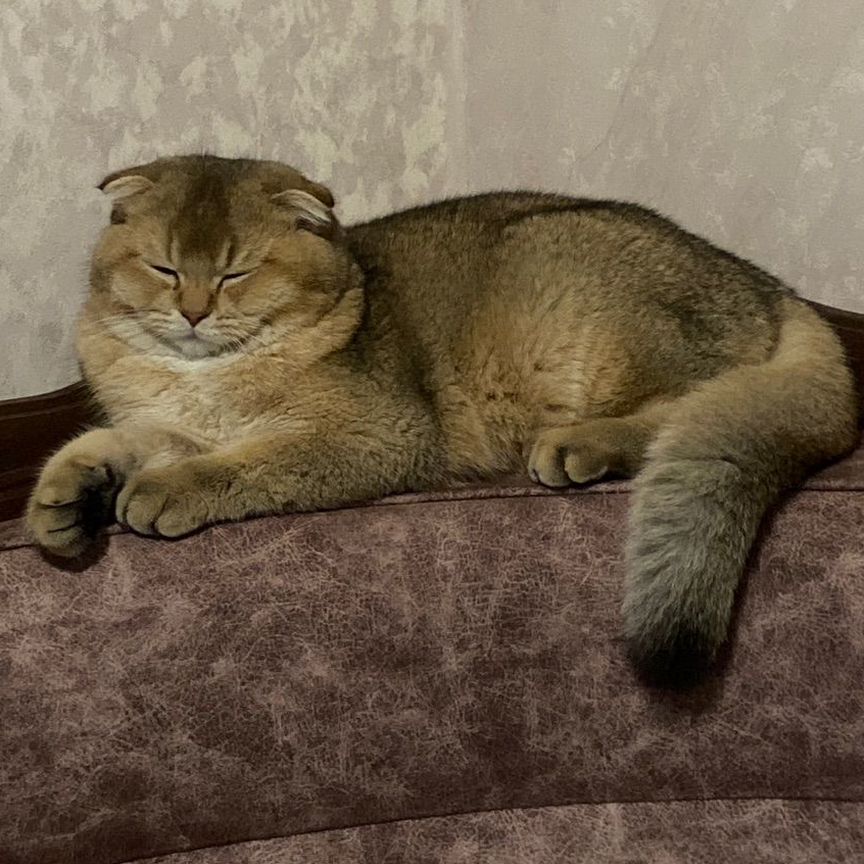 Вязка кошек золотая шиншилла