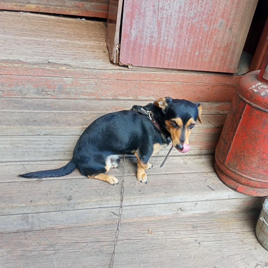 Собака в добрые руки