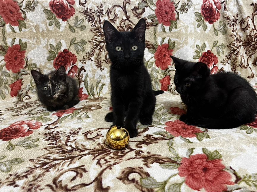 Котята в добрые руки