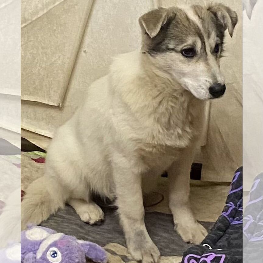 Щенок в добрые руки