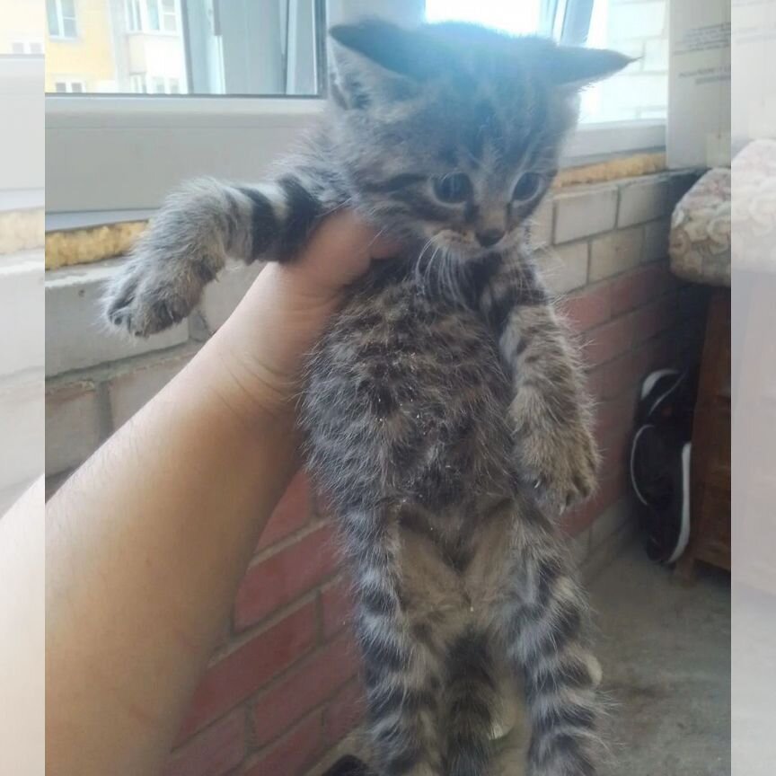 Котёнок в добрые руки