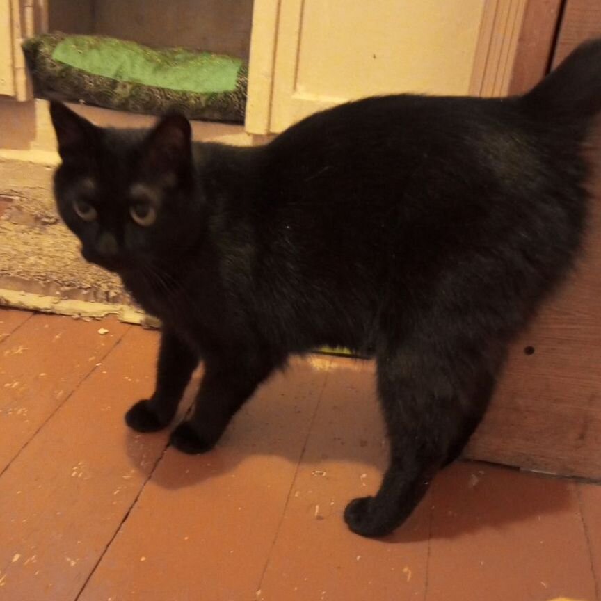 Котик