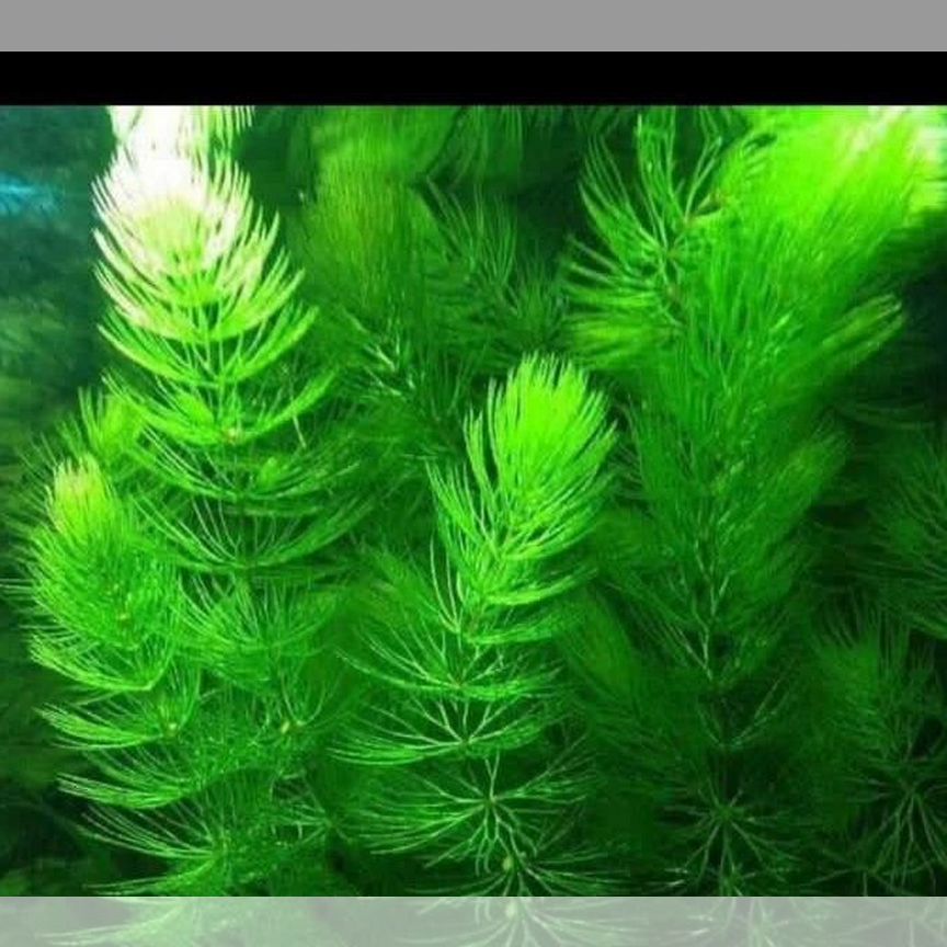 Аквариумные растения