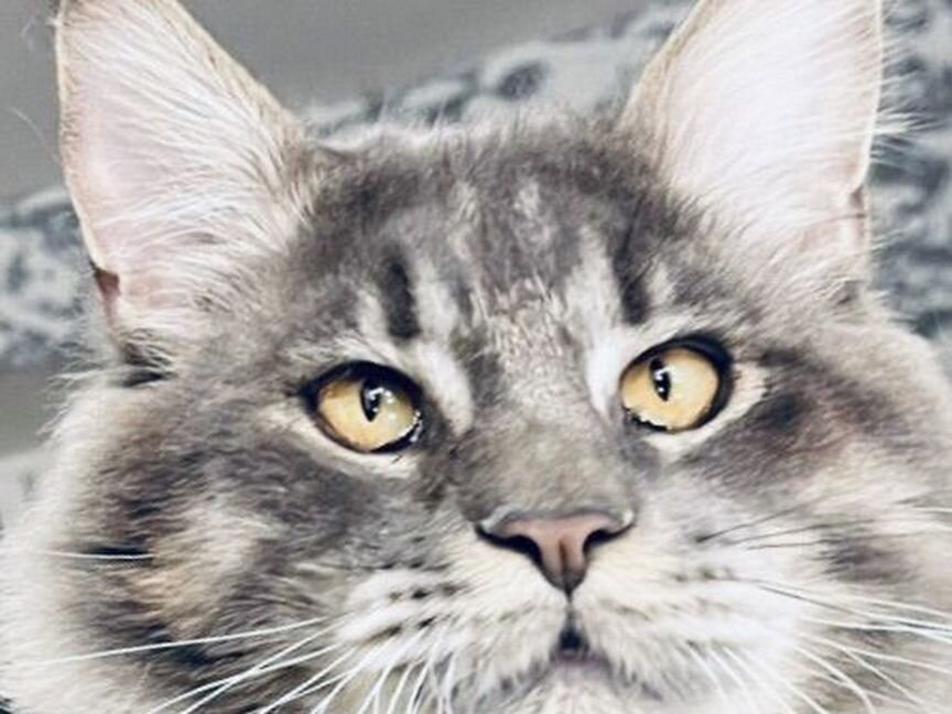 Мейн кун котята и вязка